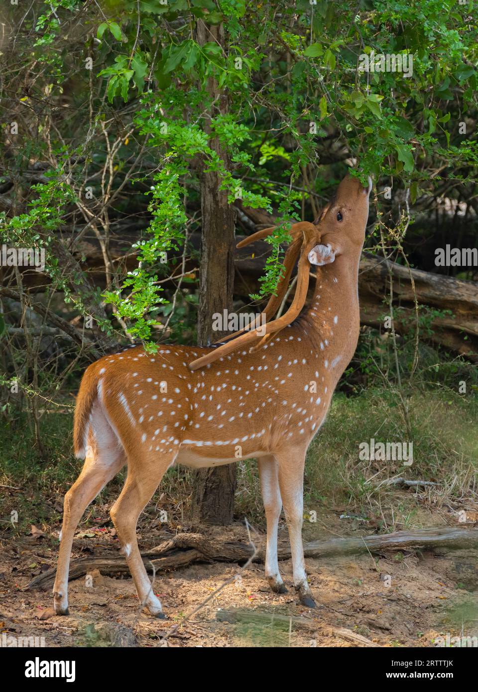 Male spotted deer with big antlers reaching up to the fresh leaves in ...