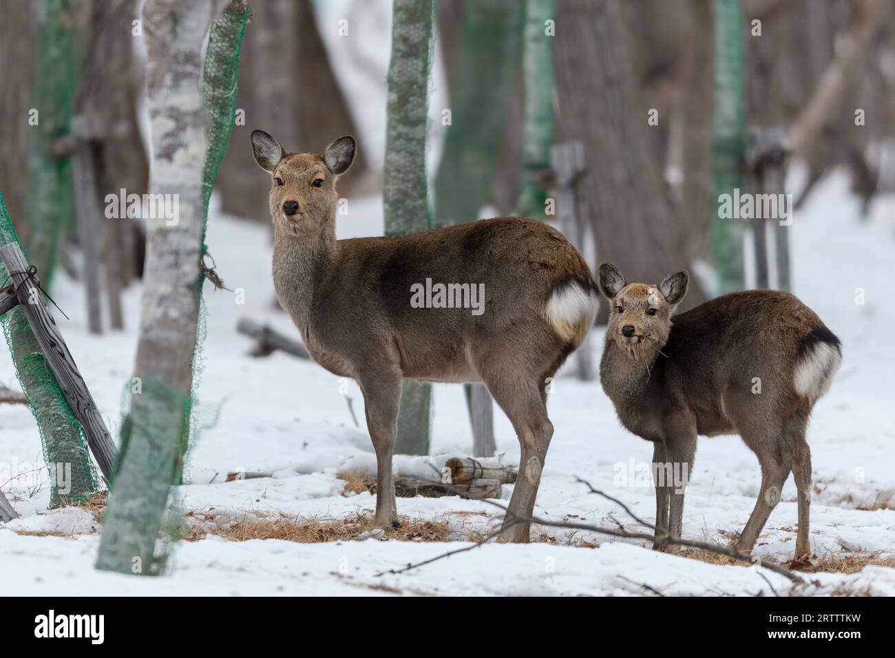 Kassharu hi-res stock photography and images - Alamy