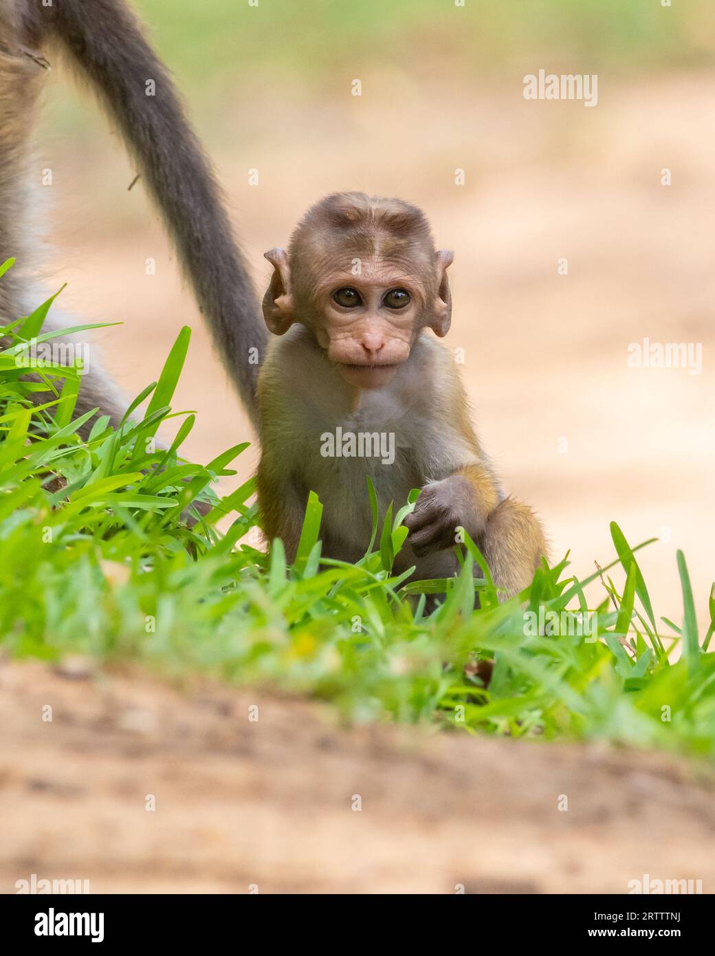 Cute playful toque macaque baby on the grass looking at the camera ...