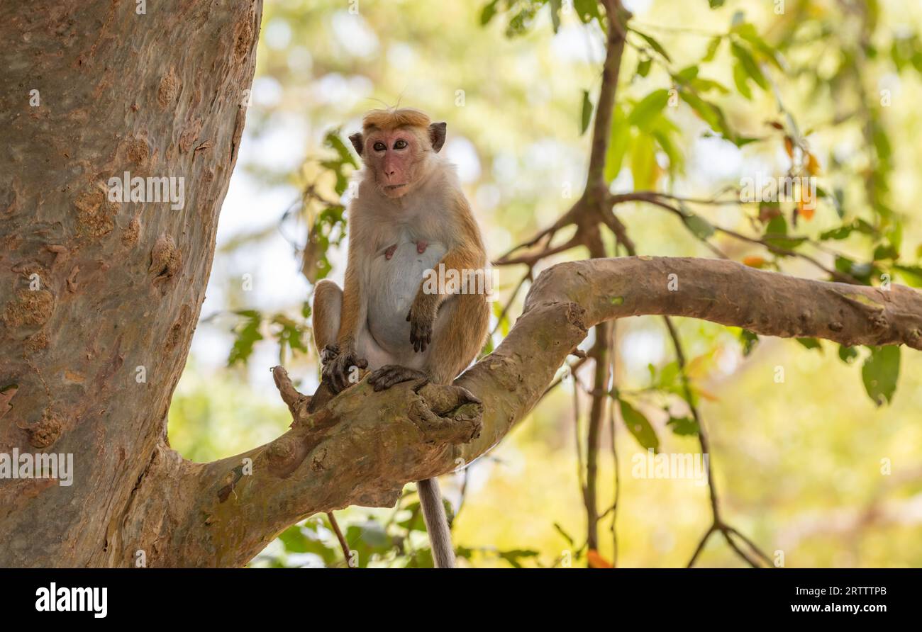 Toque macaque monkey hi-res stock photography and images - Alamy