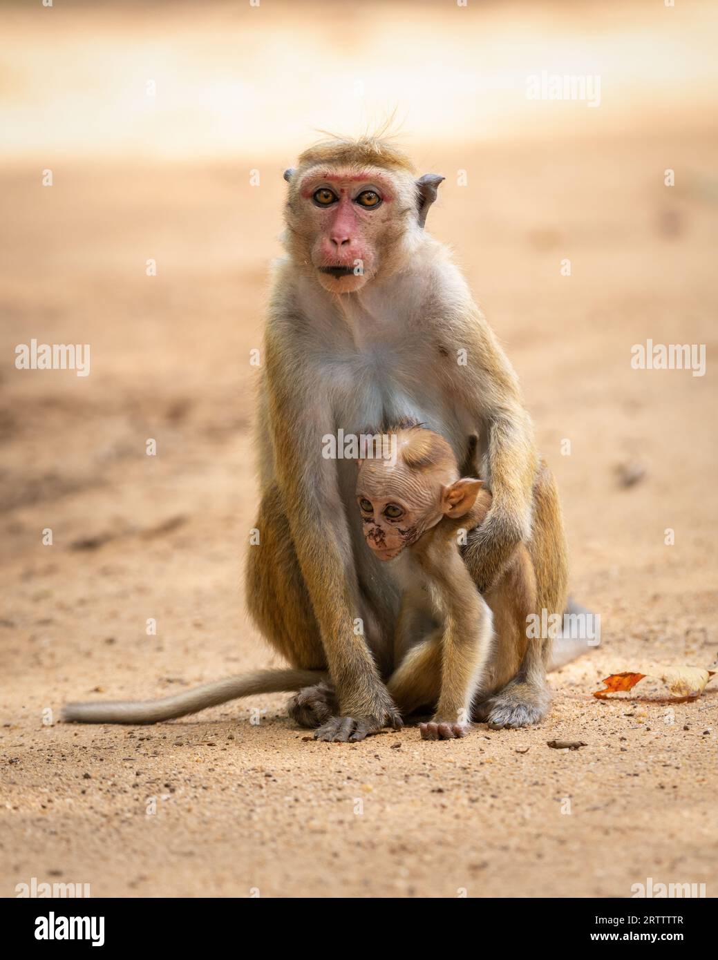 Mother and baby Toque macaque family on the ground close-up portrait ...