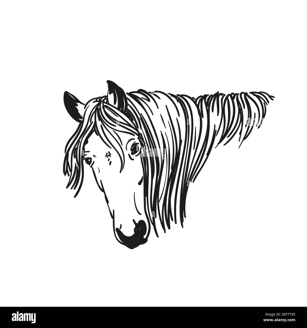 Sketch of horse head with long mane, Vector Hand drawn illustration ...
