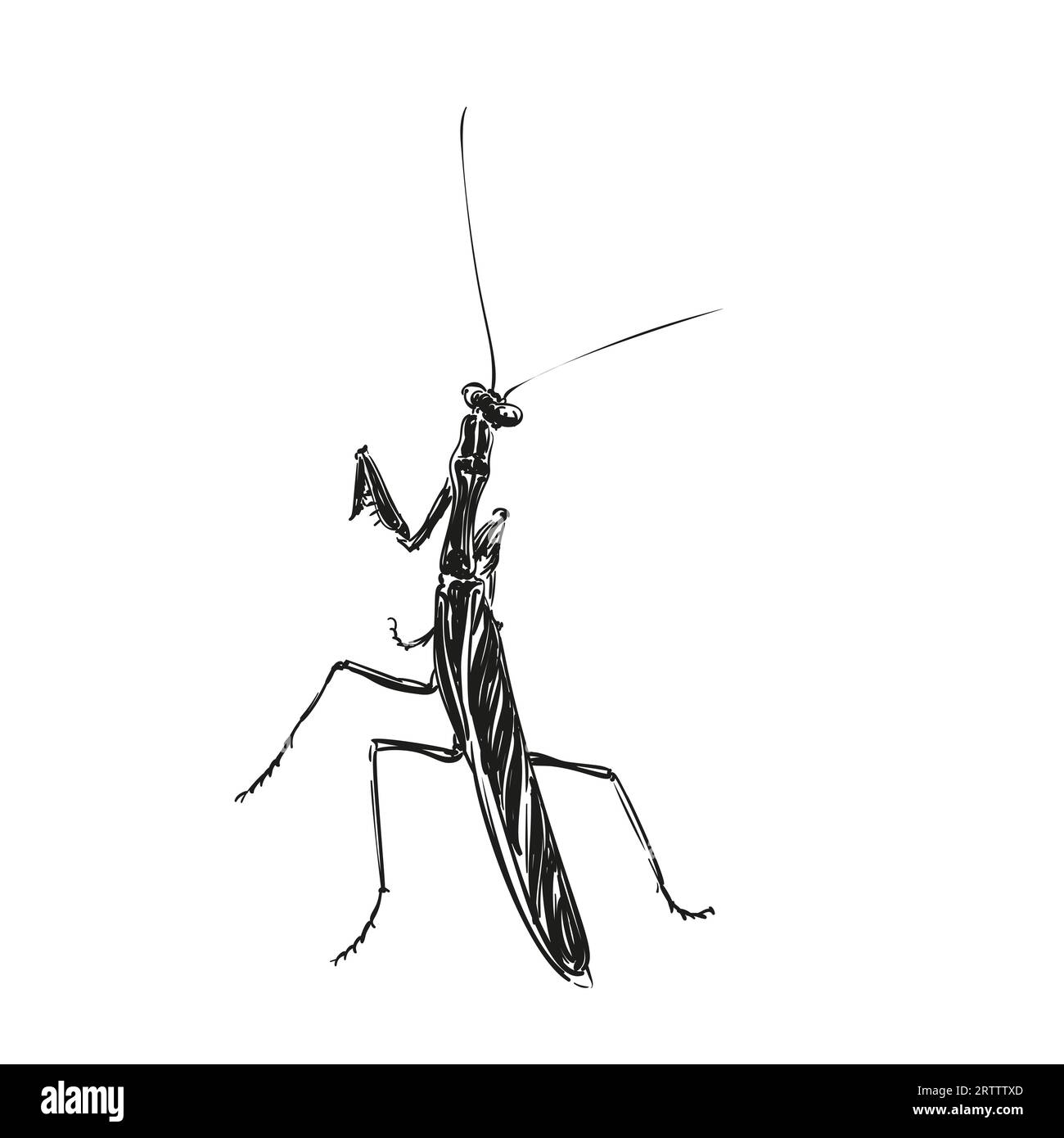 Praying mantis hand drawn illustration, Isolated insect vector sketch ...