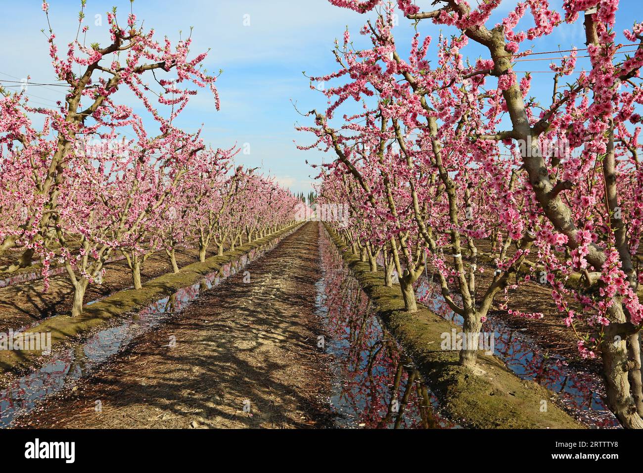 Peach orchard hi-res stock photography and images - Alamy