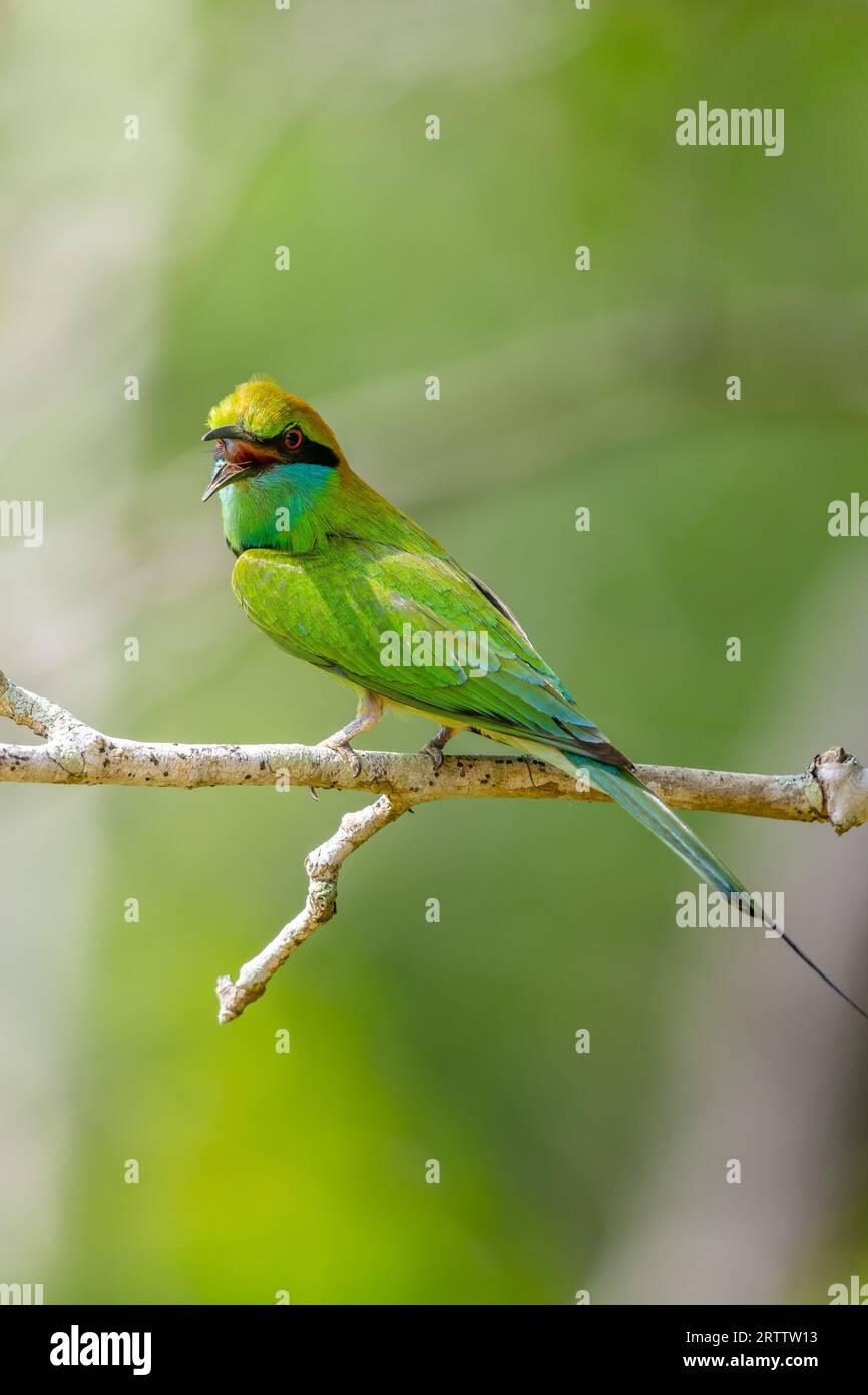 Chirping of birds hi-res stock photography and images - Alamy