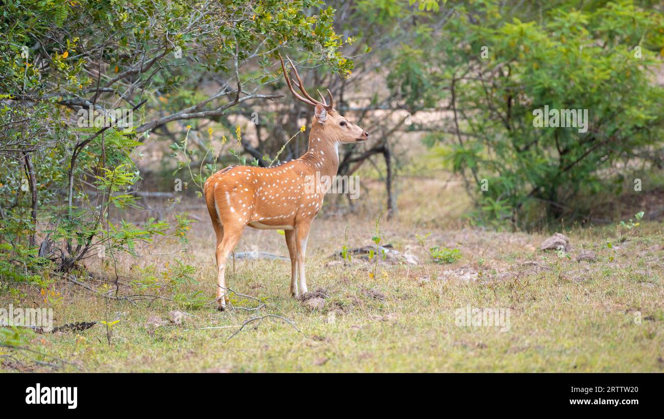 Beautiful spotted deer on alert, large antlers, side view photograph of ...