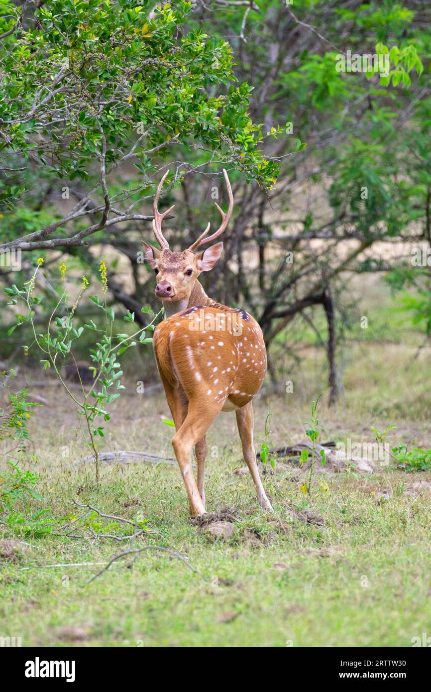Majestic Ceylon spotted deer with huge antlers looking back, Yala ...