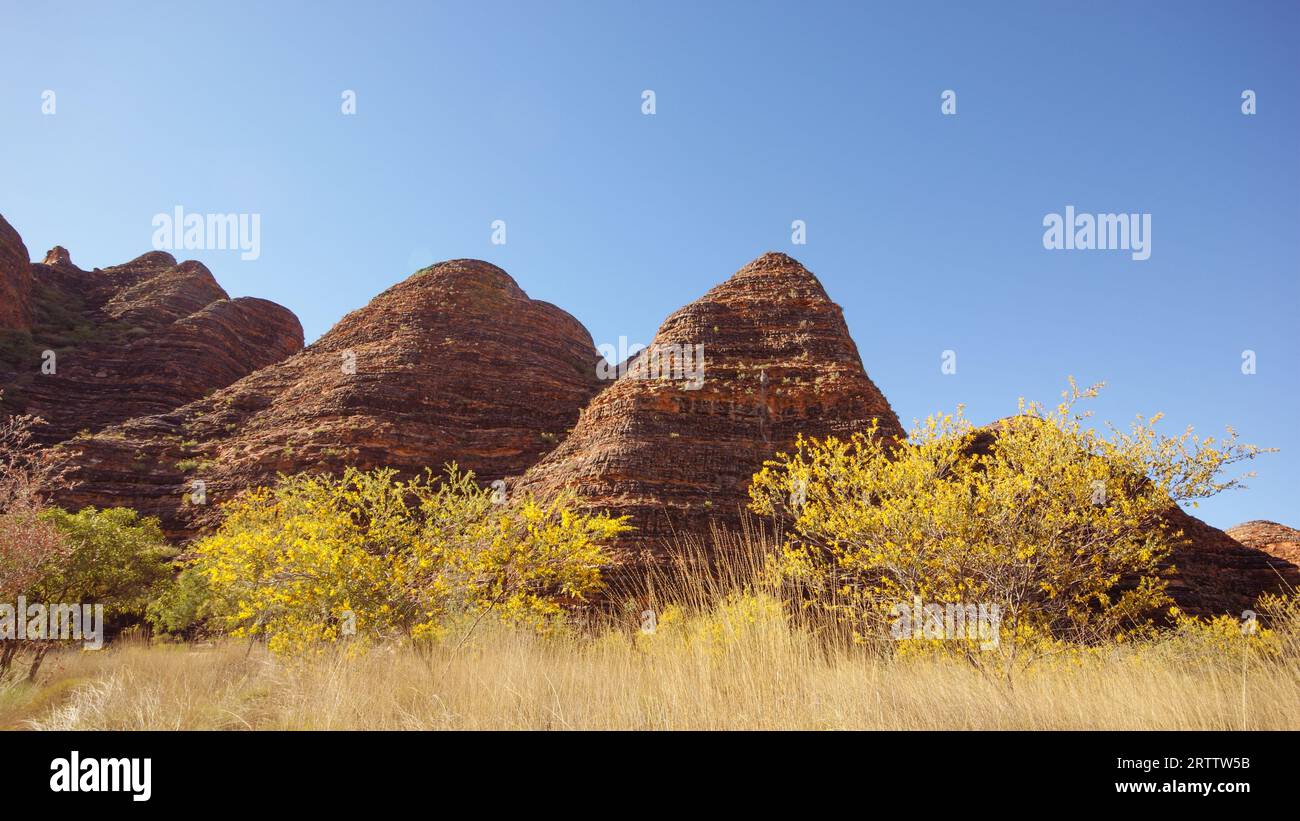 Beehive domes with yellow flowering Acacias, Purnululu (Bungle Bungles ...