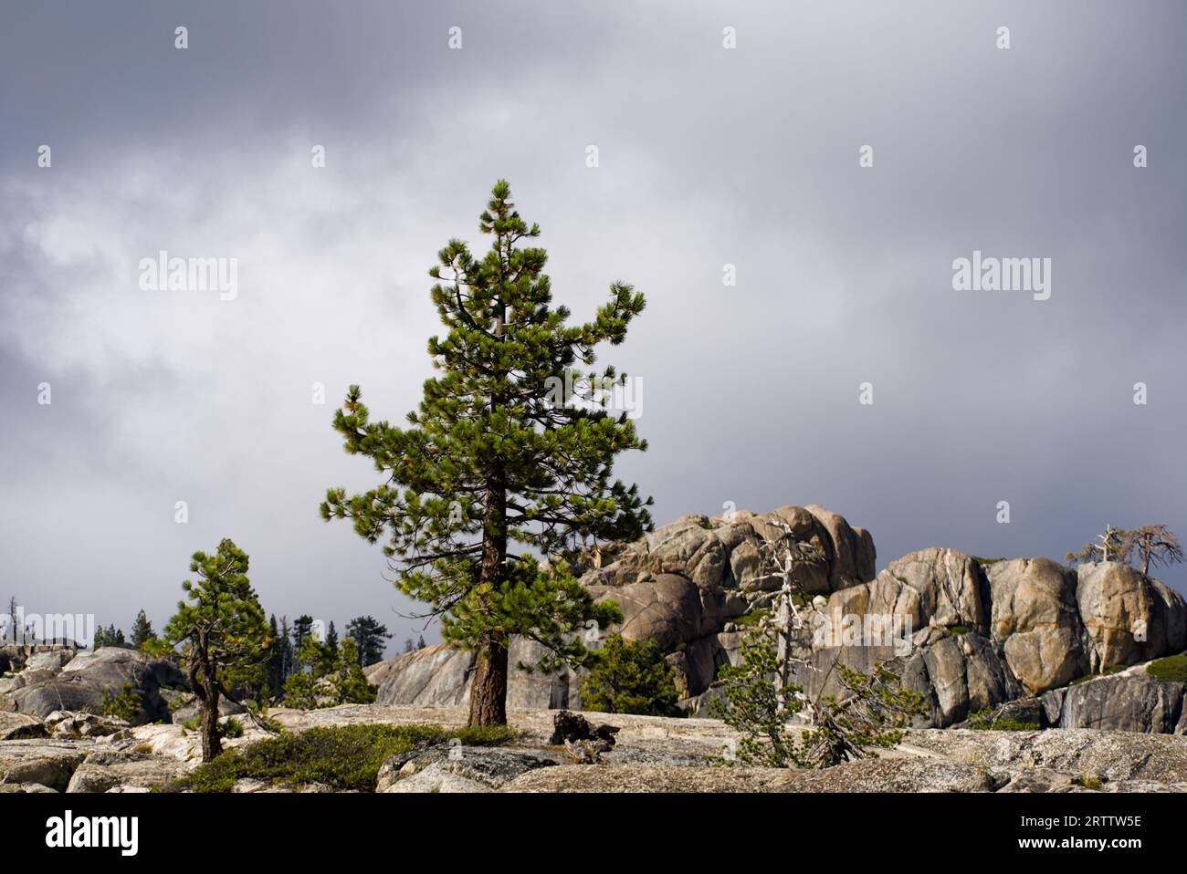 Pine trees on top of granite mountain in a cloudy day in Emigrant ...