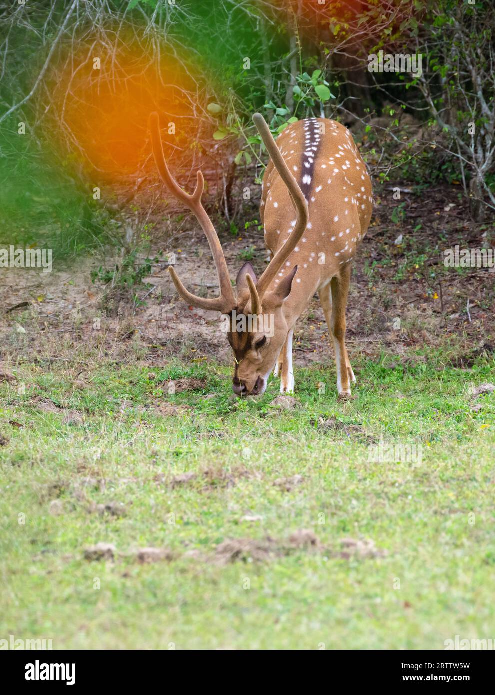 Sri Lankan axis deer grazing in the grass field at Yala national park ...