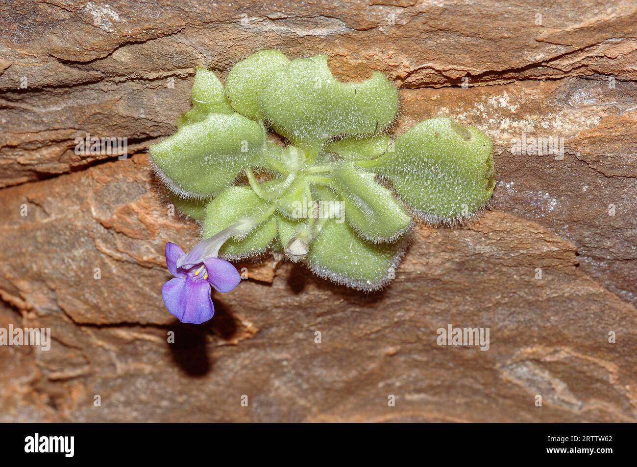 Lindernia cleistranda plant with blue flower, growing upside down on ...