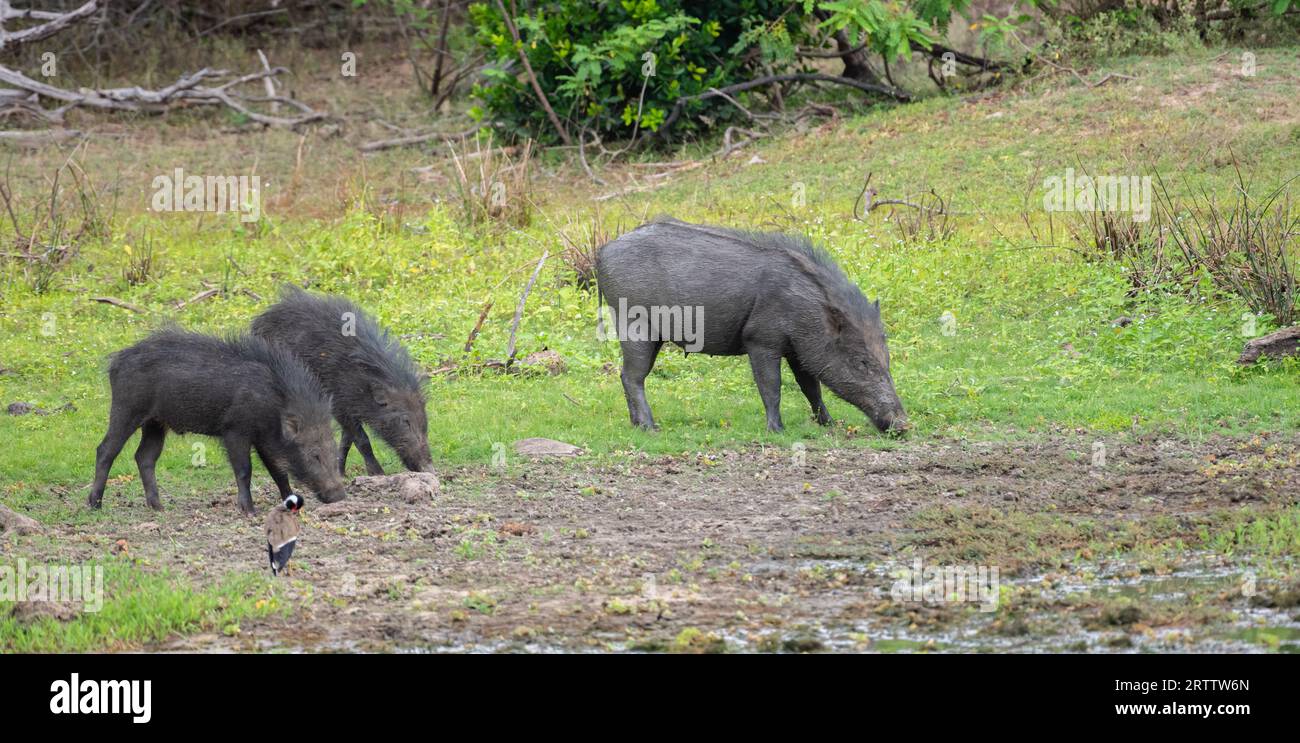 Wal ura hi-res stock photography and images - Alamy