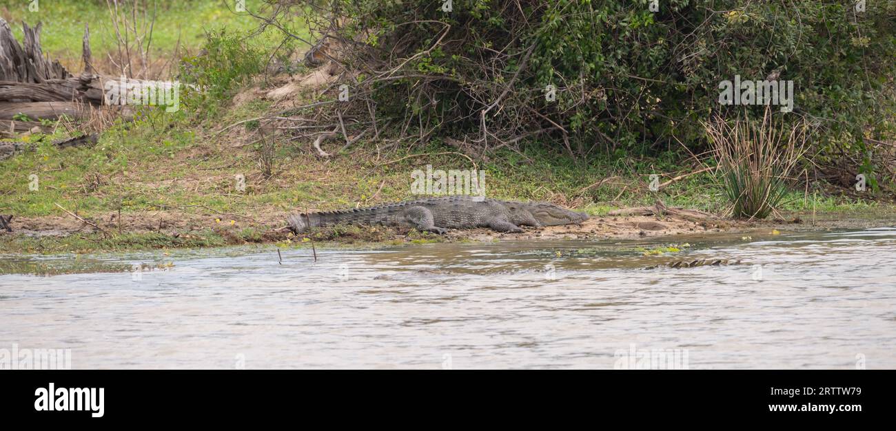 Swamp marsh crocodile crocodylus palustris hi-res stock photography and ...