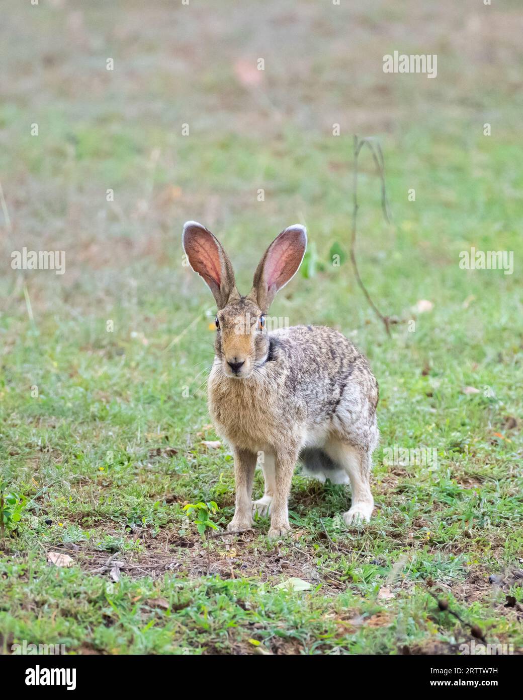 Indian Hare close-up profile photograph, watchful hare on the grass ...