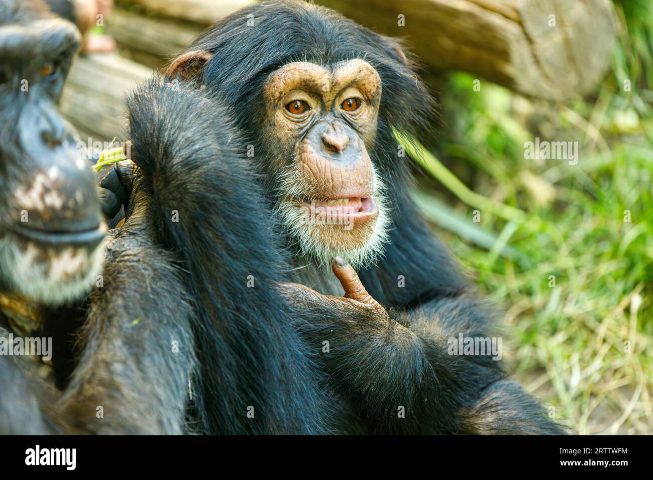 Chimpanzee face hi-res stock photography and images - Alamy