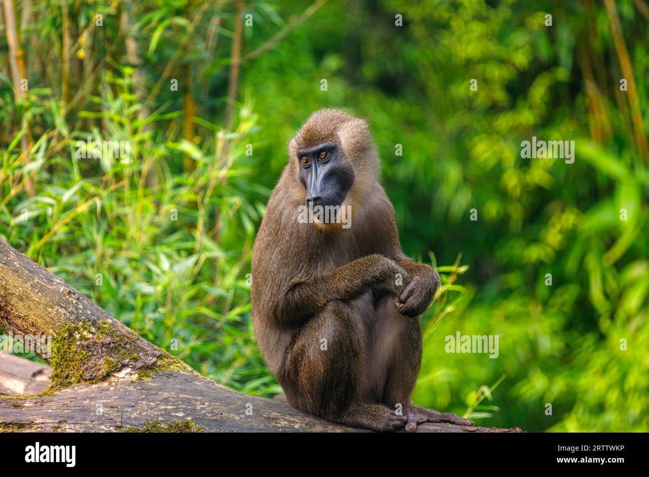 Full body of female drill, Mandrillus leucophaeus, sitting on the tree ...