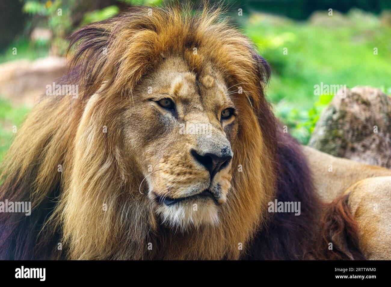 Portrait of male Barbary lion, lso called the North African lion, Atlas ...