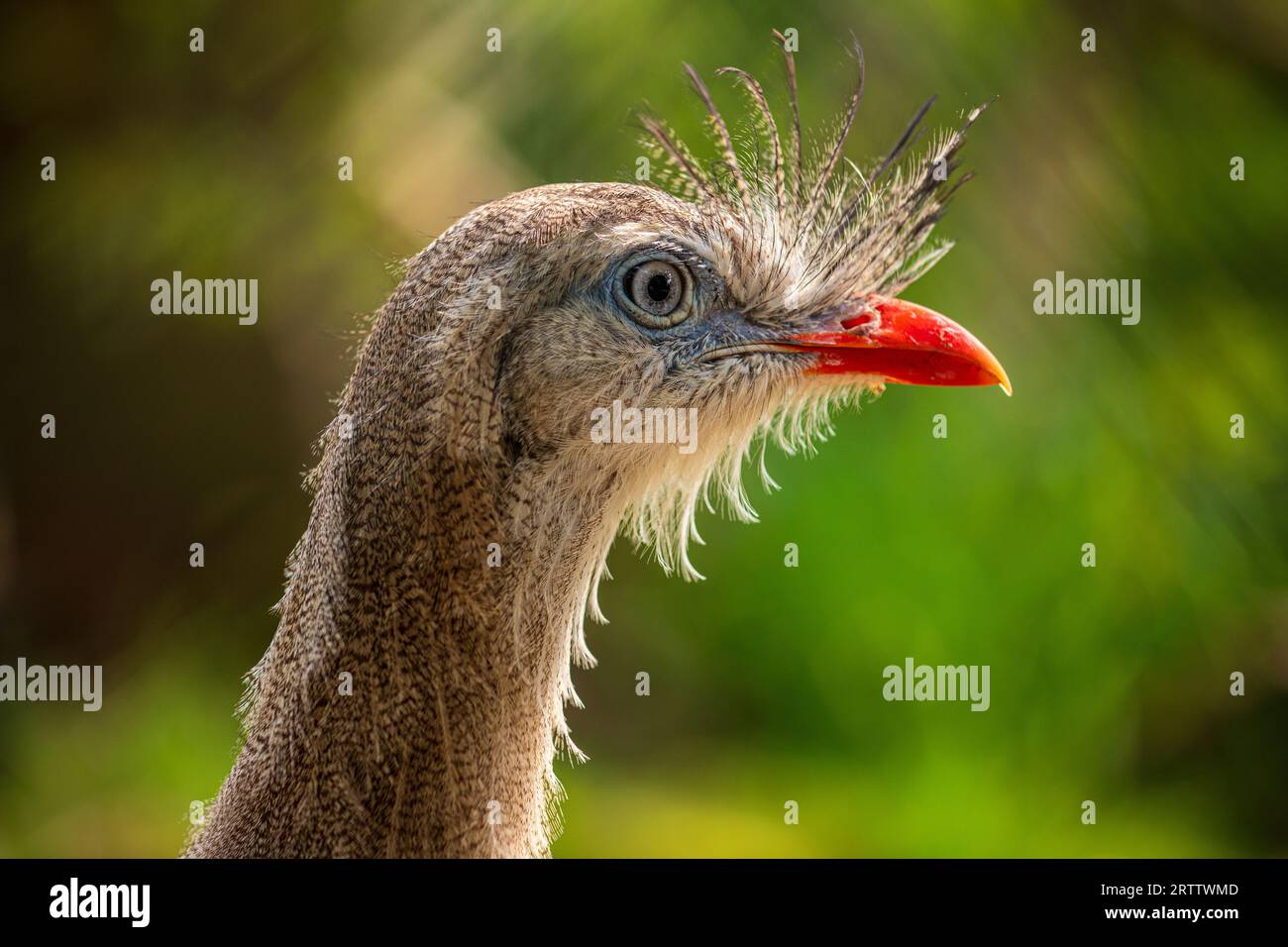 Portrait of Red-legged seriema, Cariama cristata, also known as the ...