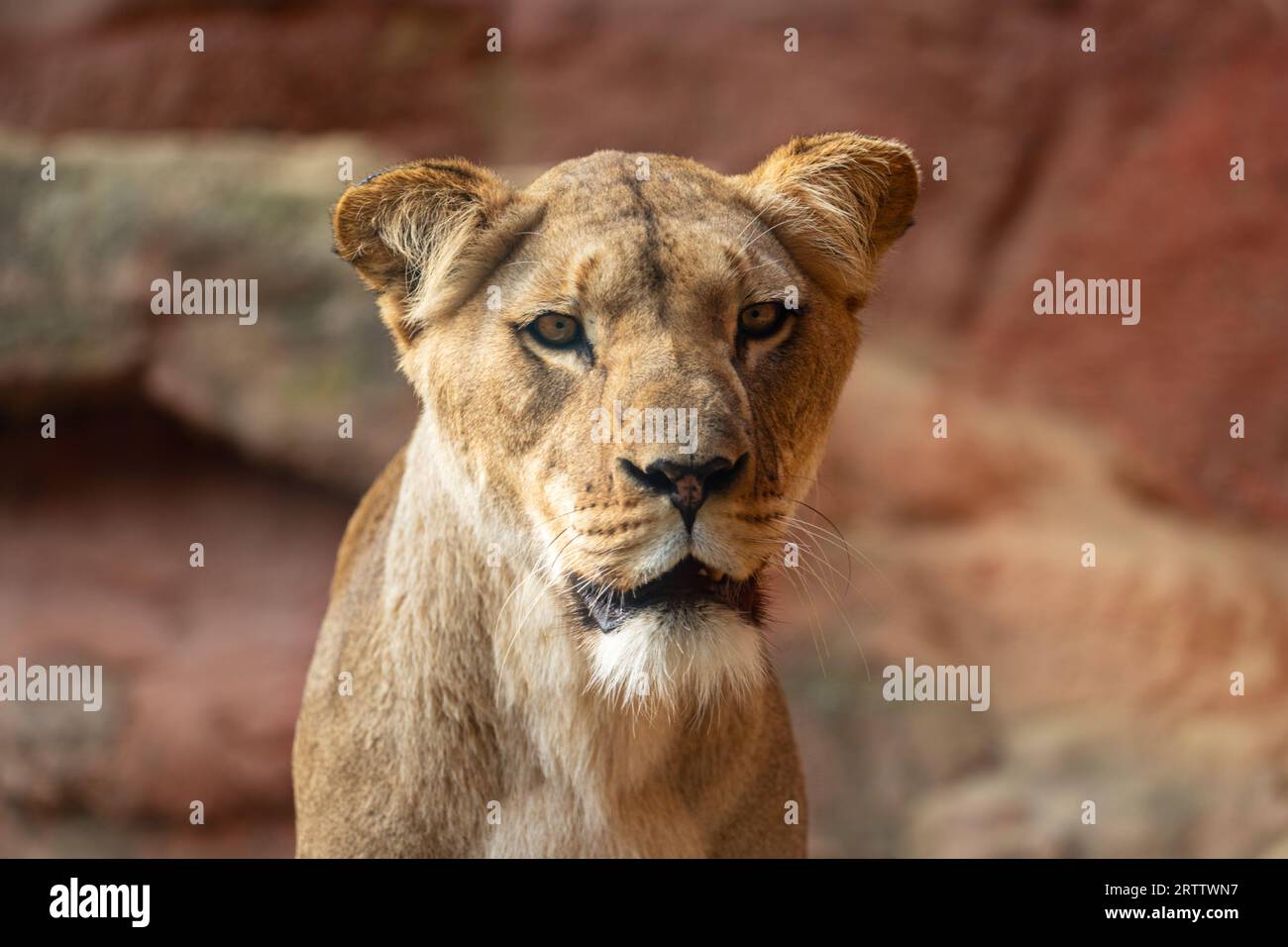 Portrait of female Barbary lion, also called the North African lion ...