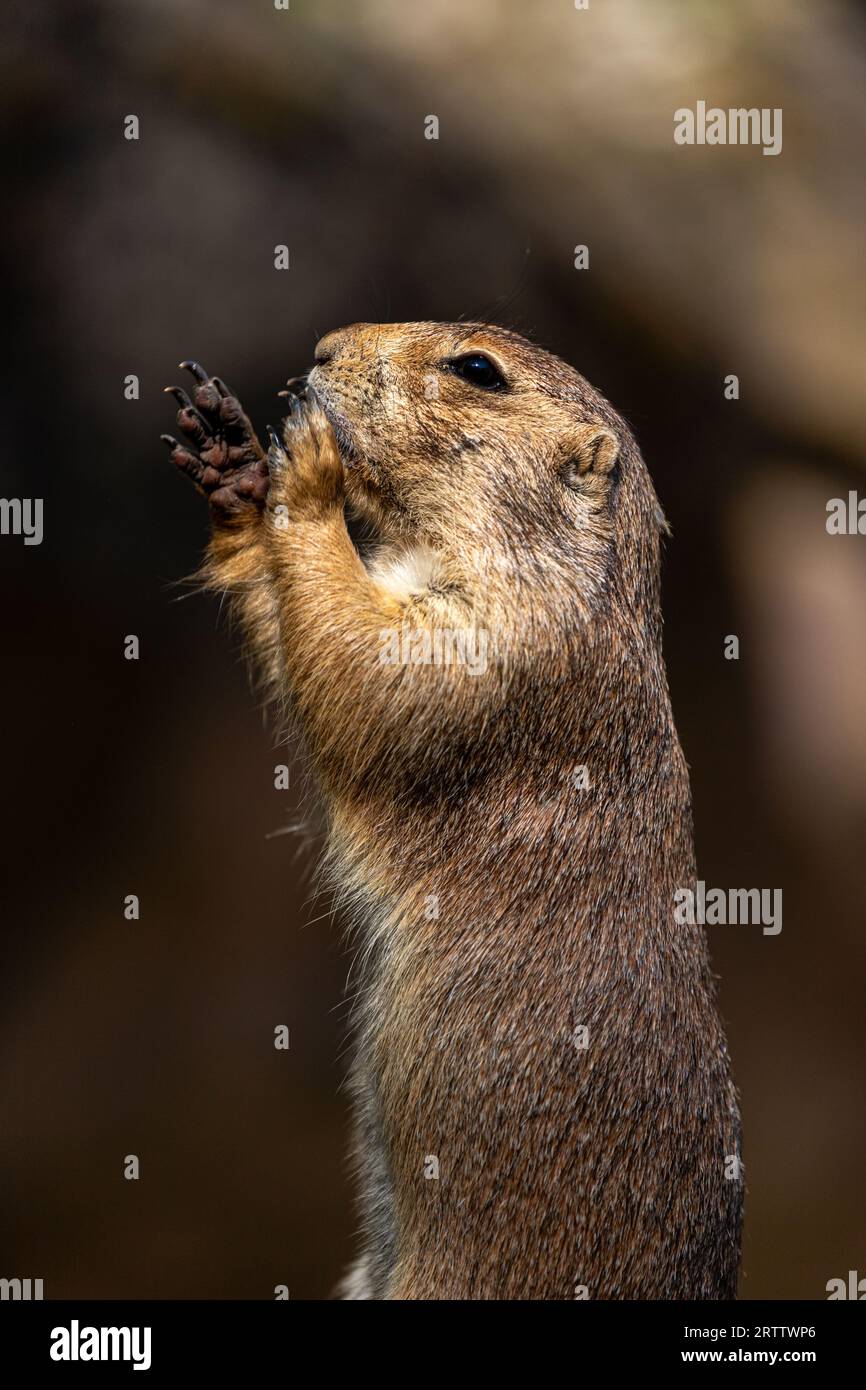 View od standing Black-tailed Prairie dog Stock Photo - Alamy