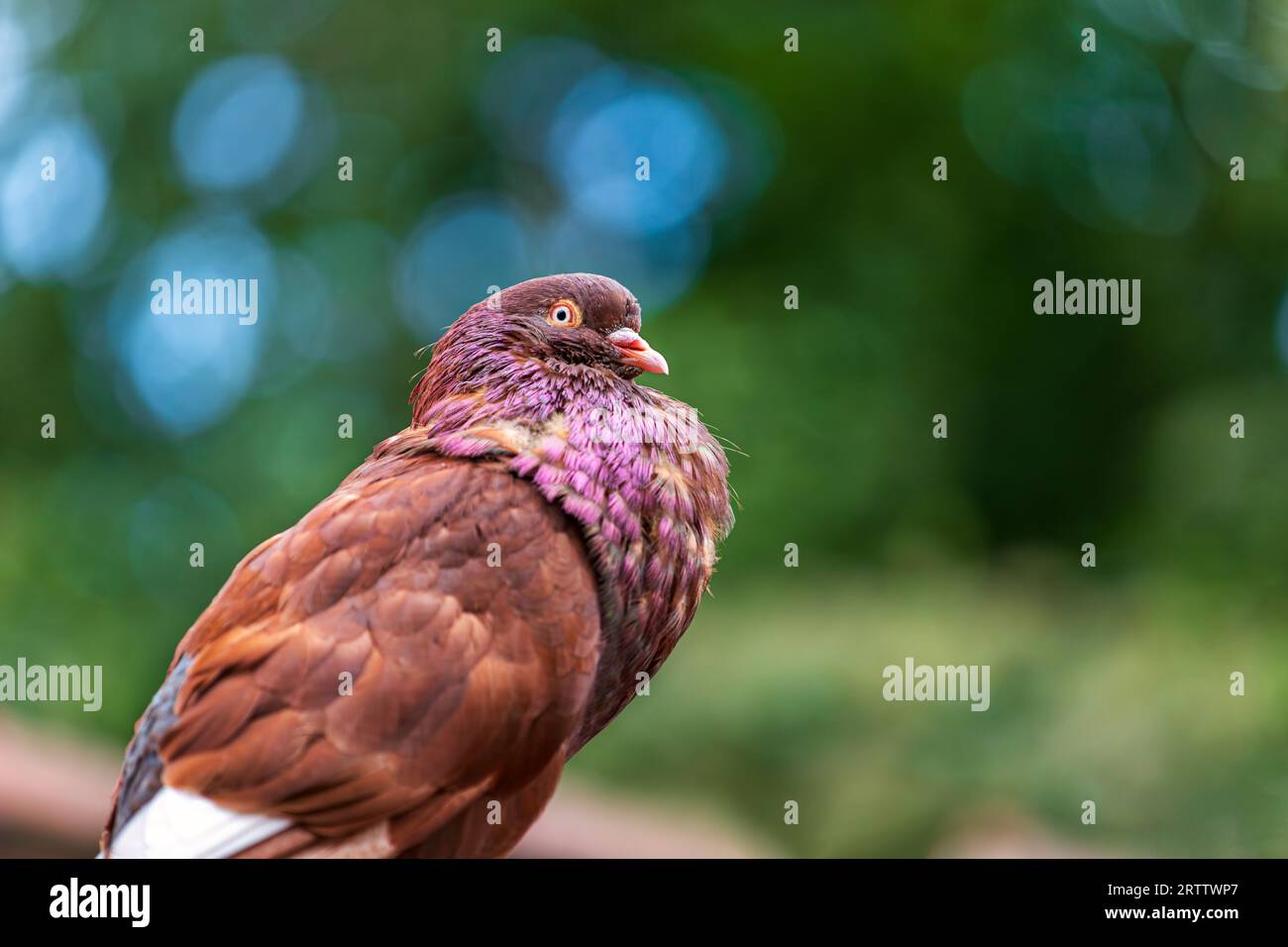 Brown-purple Columbidae Dove on the house roof Stock Photo - Alamy