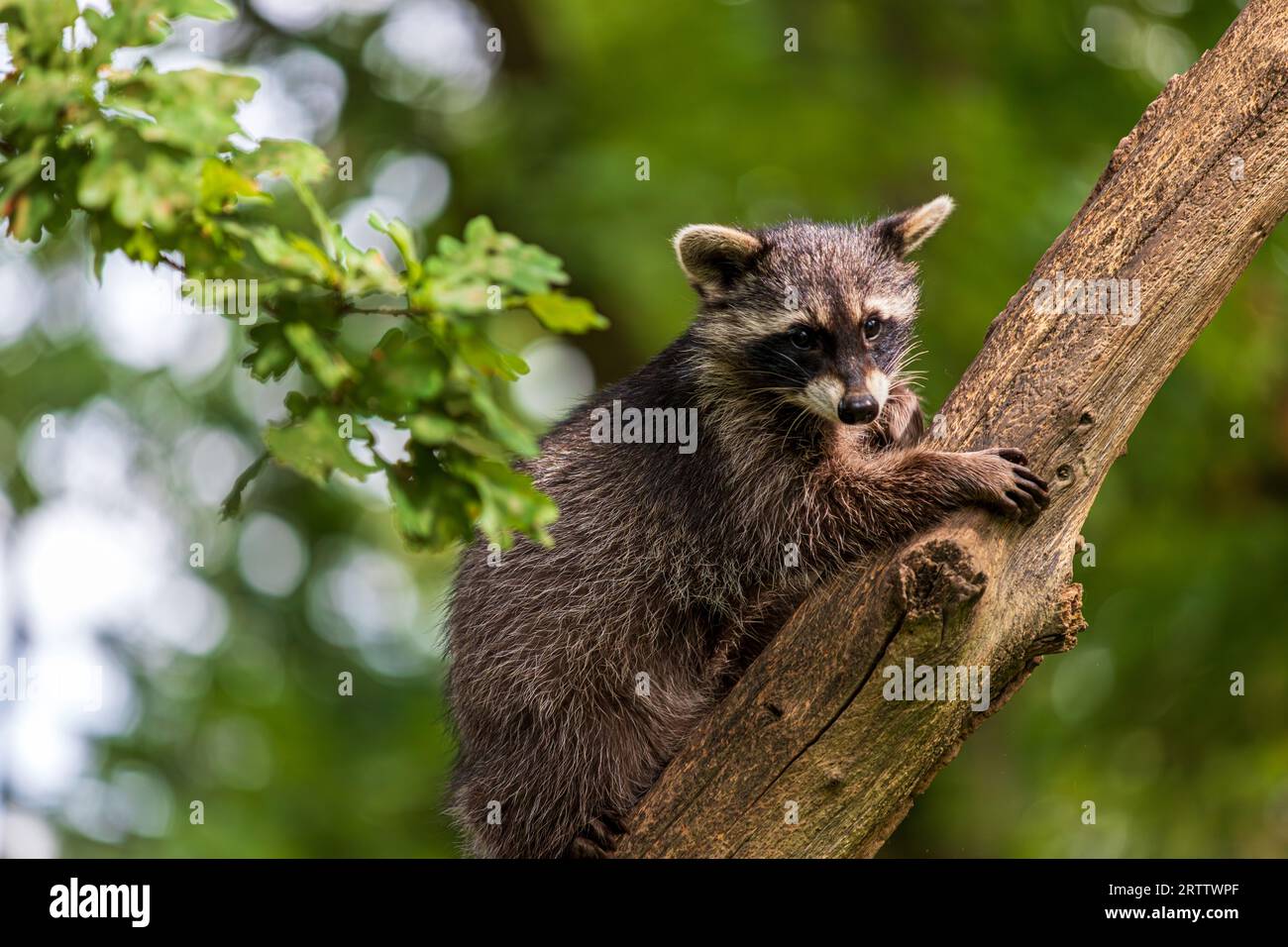 Young Raccoon sitting on the tree branch Stock Photo - Alamy