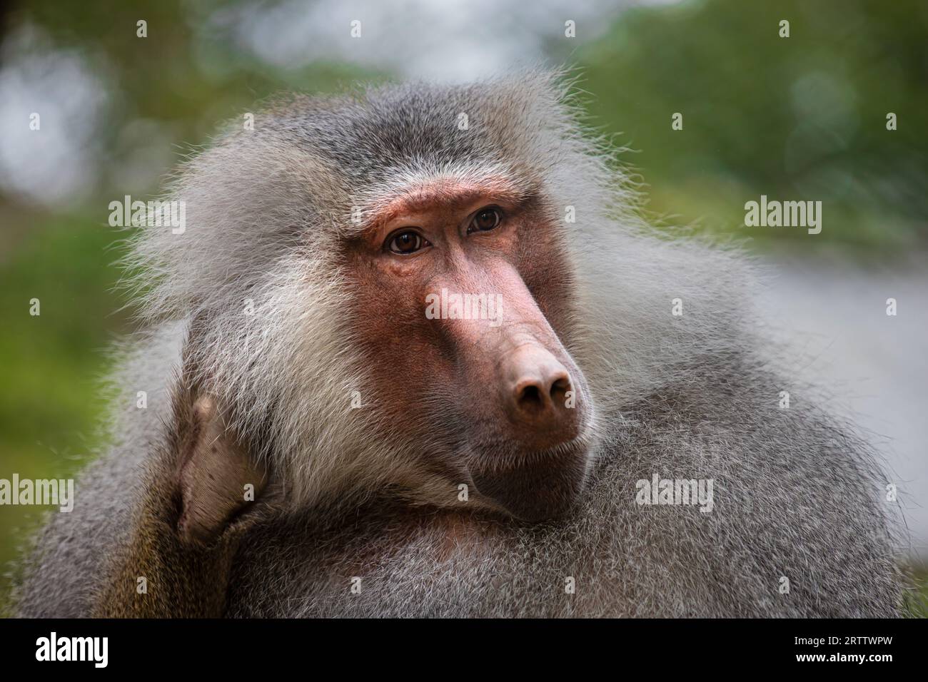 Portrait of adult male Baboon monkey, Papio hamadryas Stock Photo - Alamy