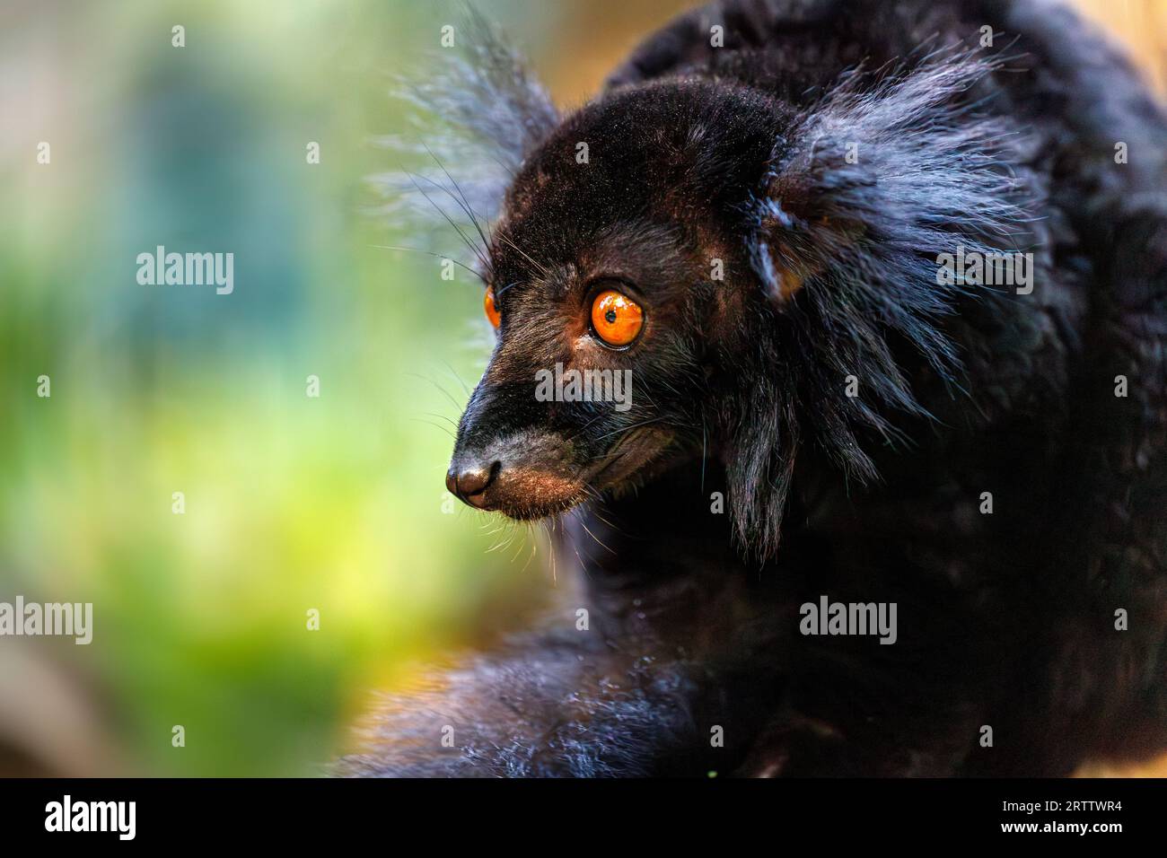 Portrait of adult male black lemur, Eulemur macaco Stock Photo - Alamy