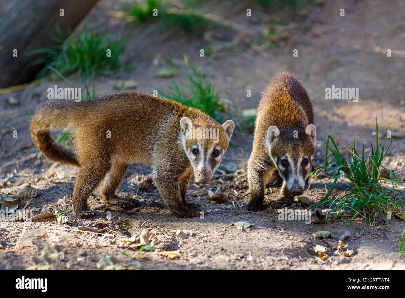 Two young white-nosed coatis, Nasua narica, coatimundi Stock Photo - Alamy