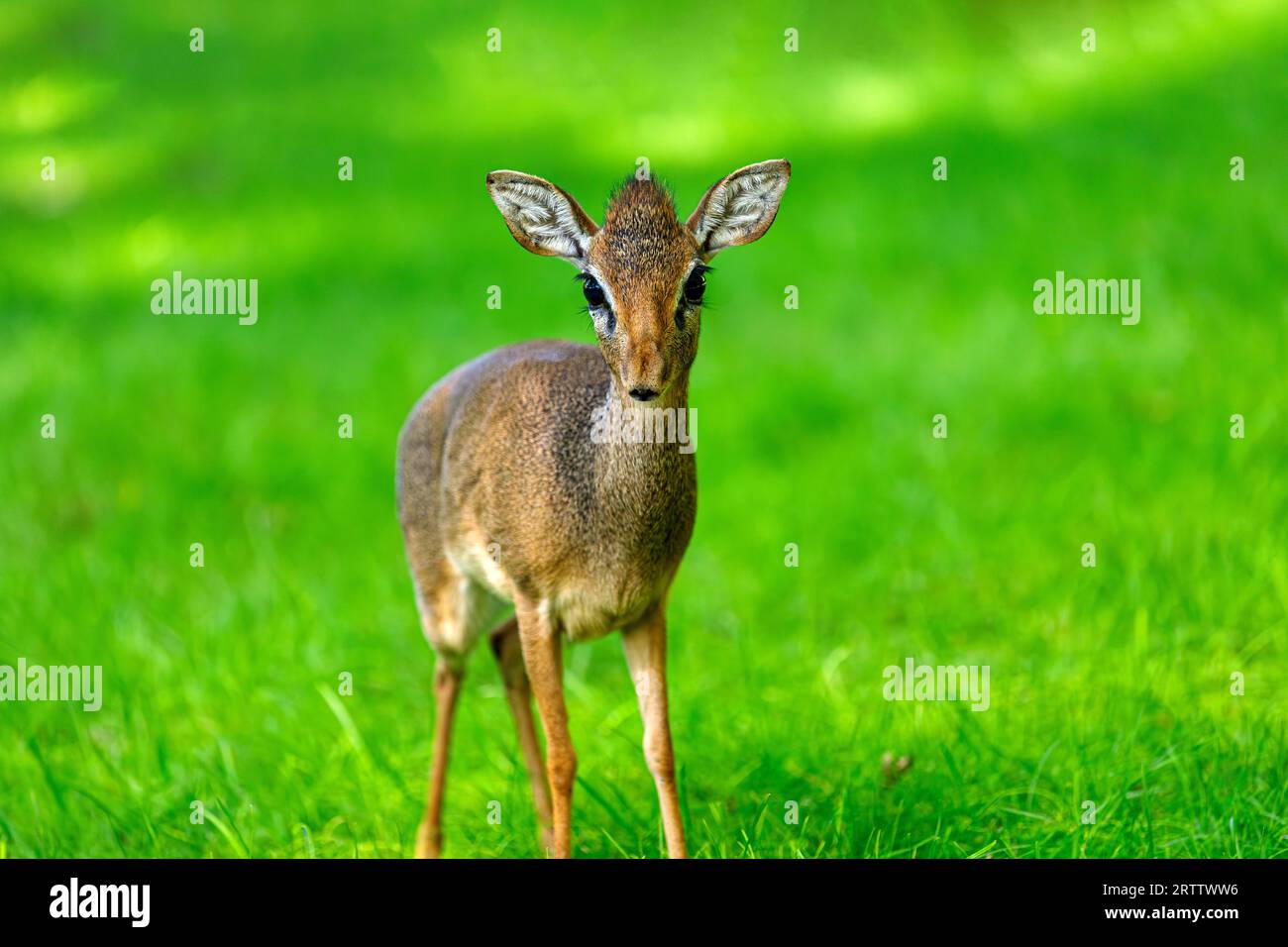 Pygmi Kirk's dik-dik, Madoqua kirkii, small antelope on the green ...