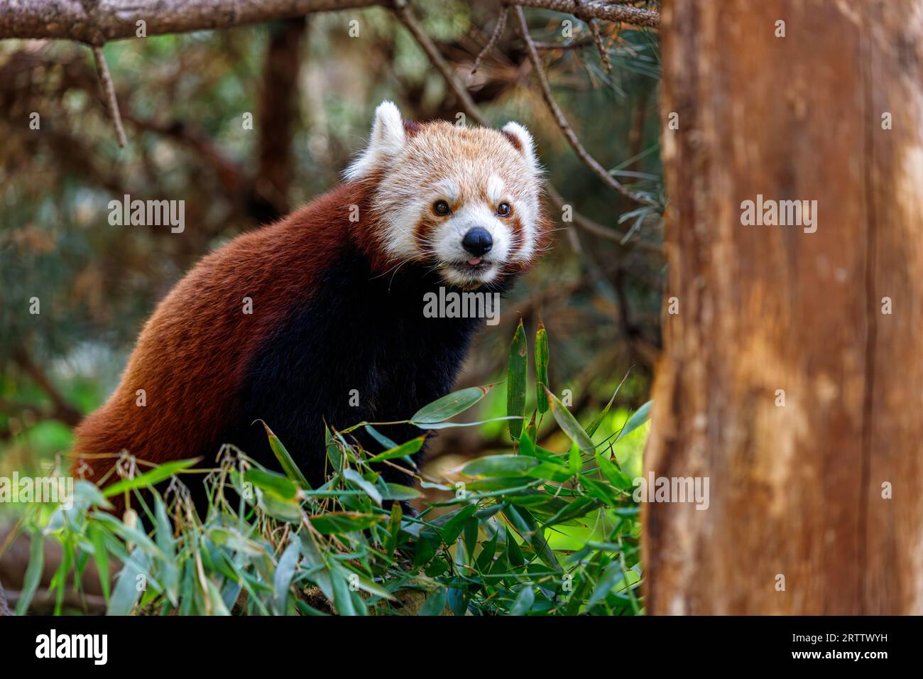 Red panda eating bamboo hi-res stock photography and images - Alamy