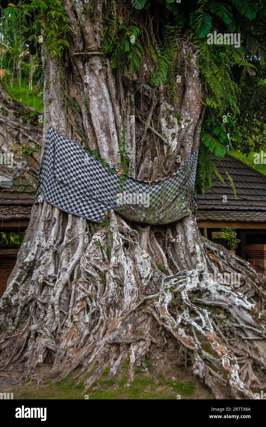 Roots of a sacred tree in a Balinese temple complex Stock Photo - Alamy