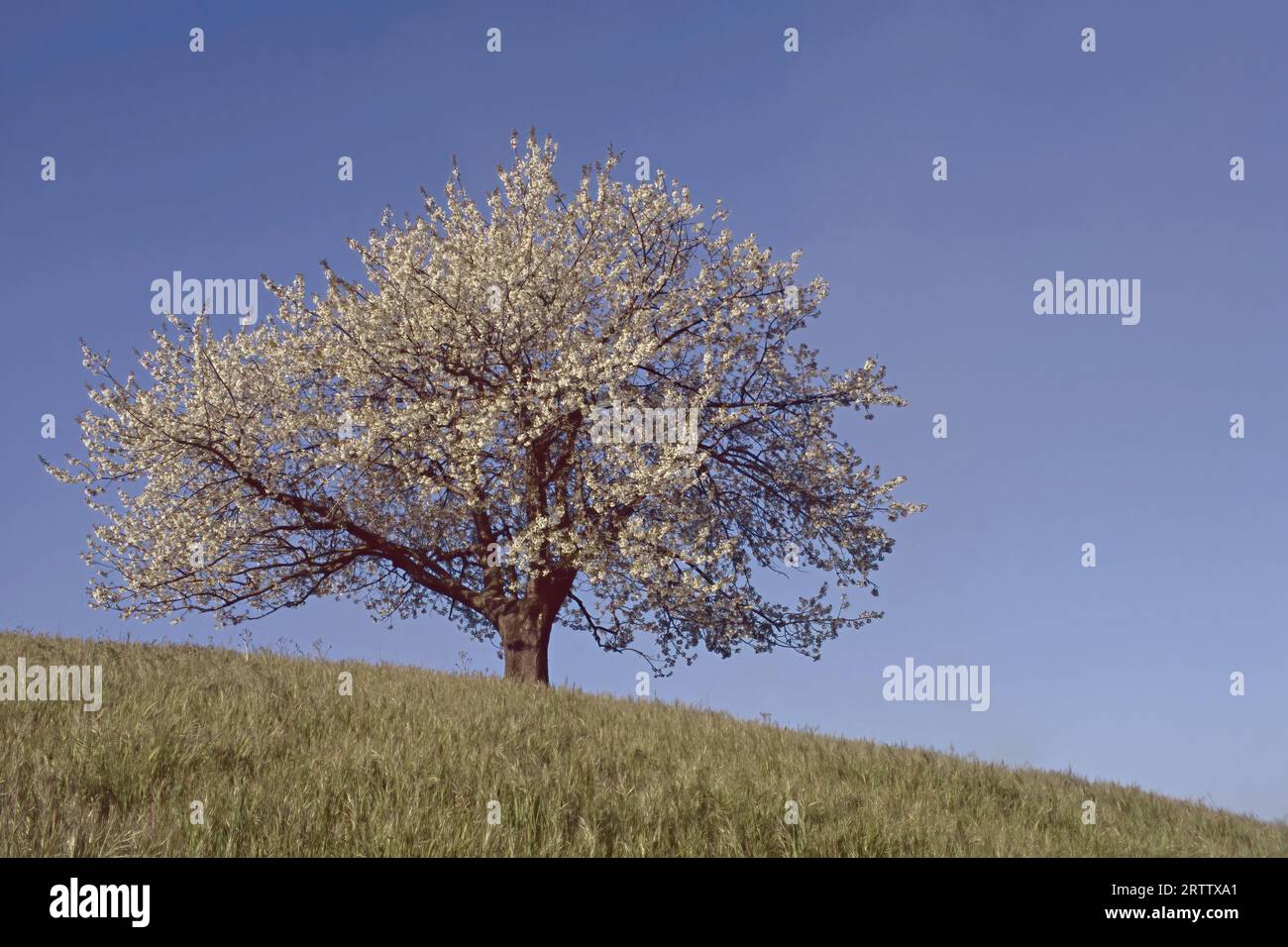 Wild blooming tree hi-res stock photography and images - Alamy