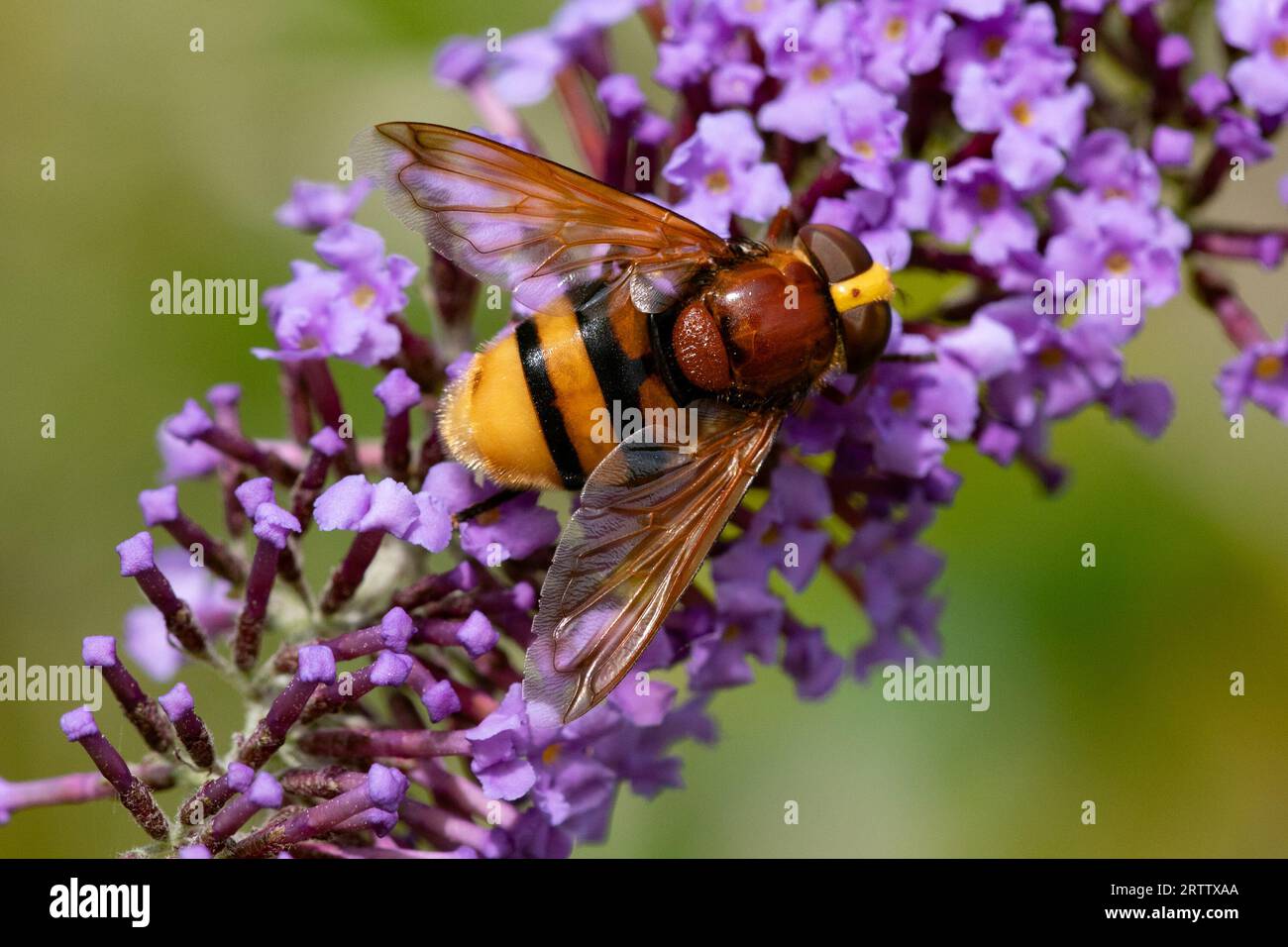 Female Hornet Mimic Hoverfly (Volucella zonaria) on Buddleja (Buddleia ...