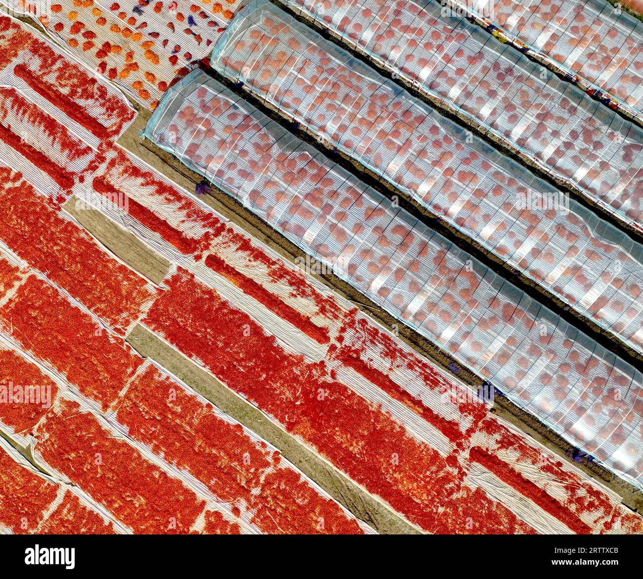 Aerial photo shows farmers drying red peppers in the sun in Bozhou City ...