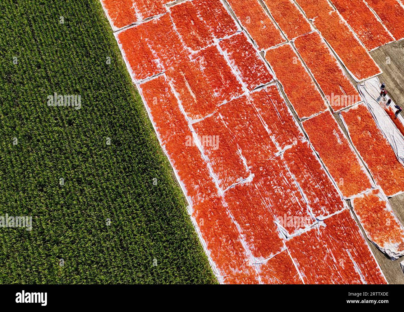 Aerial photo shows farmers drying red peppers in the sun in Bozhou City ...