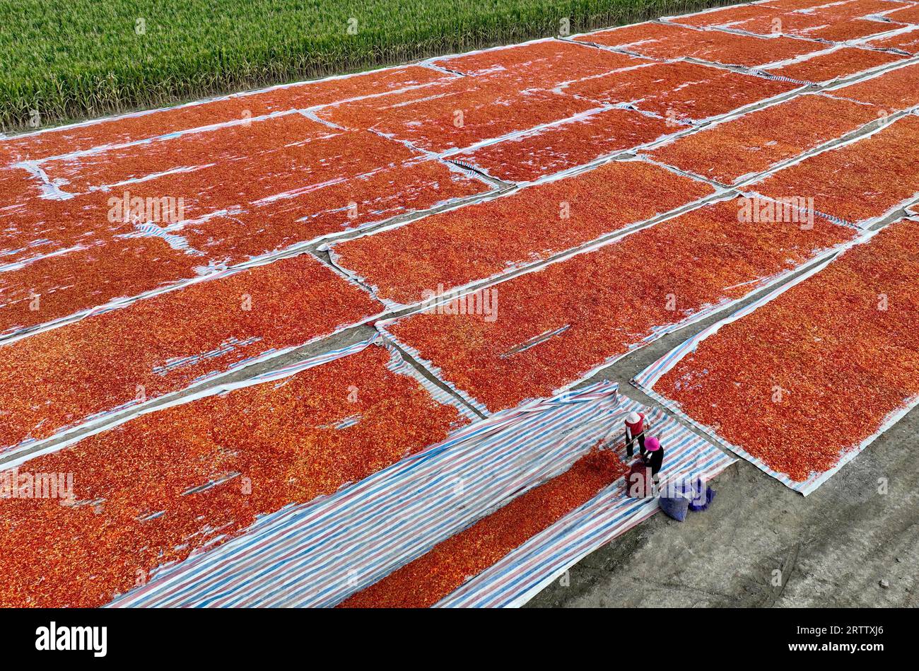 Aerial photo shows farmers drying red peppers in the sun in Bozhou City ...