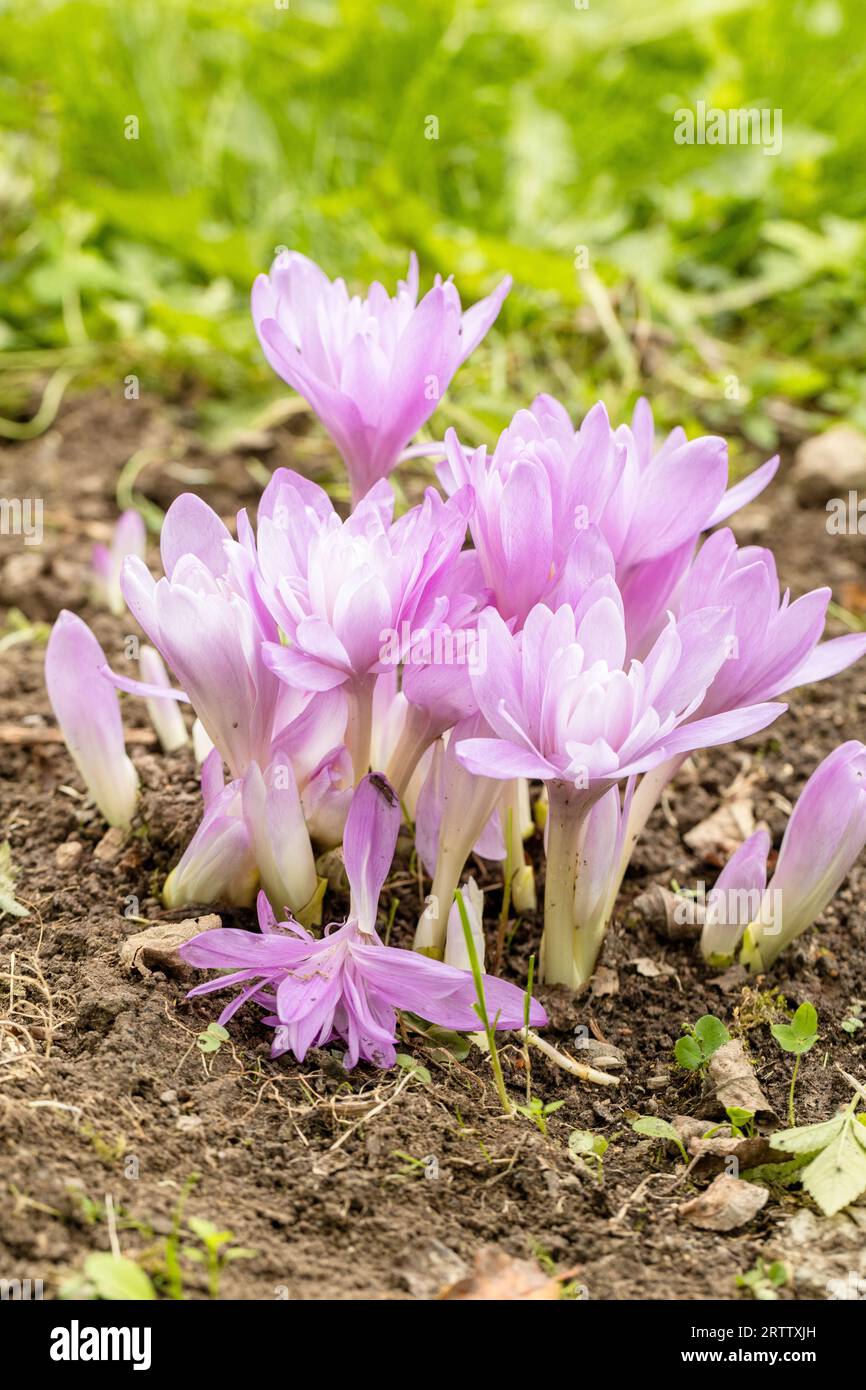 Pink colchicum speciosum hi-res stock photography and images - Alamy