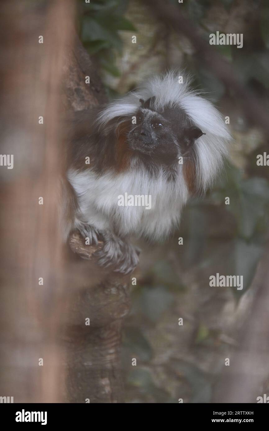 4k monkey hi-res stock photography and images - Alamy