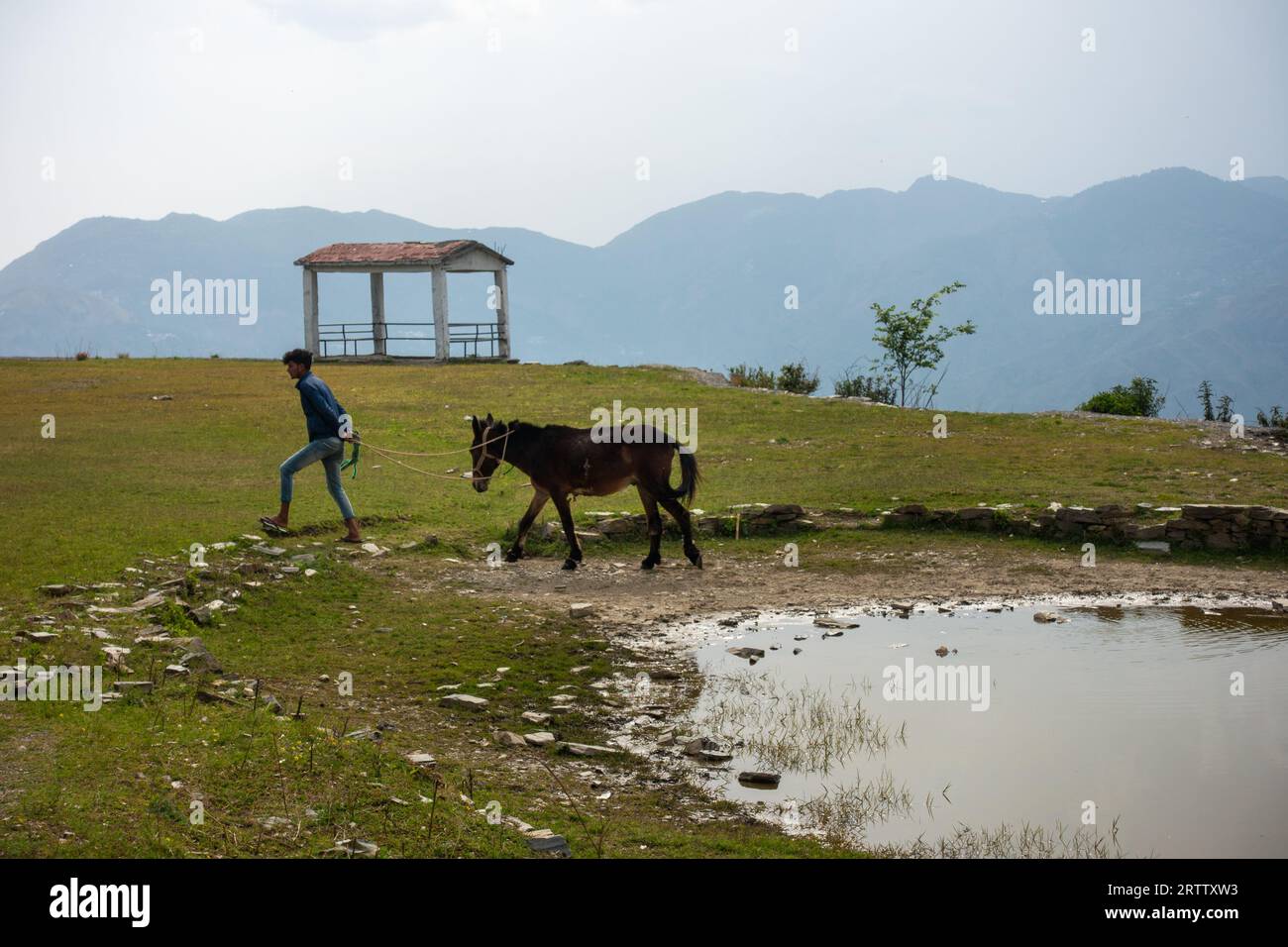 May 8th 2023, Tehri, India. Himalayan local leads his mule by a pond in ...