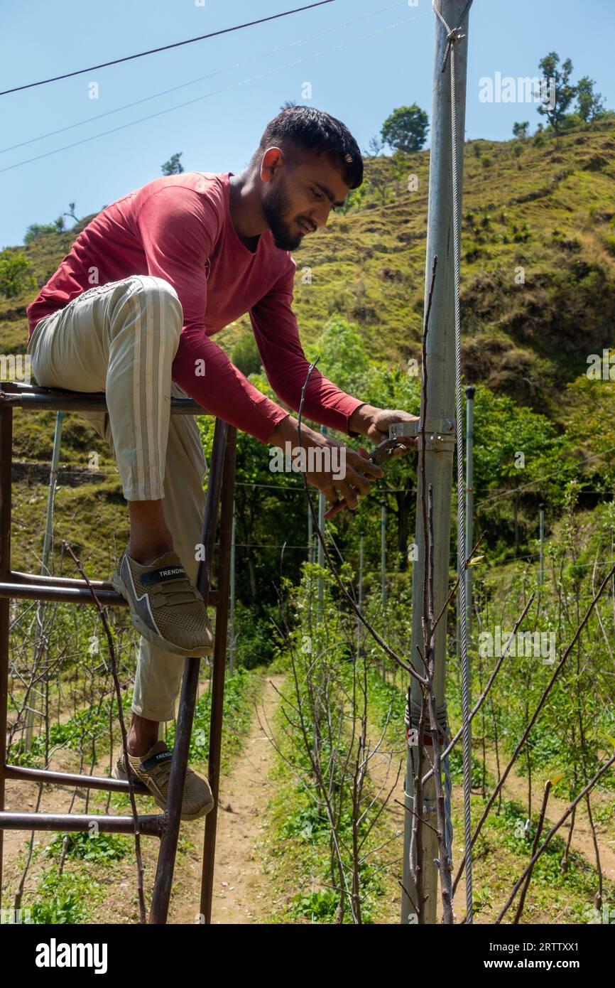 May 8th 2023, Tehri, India. Uttarakhand apple orchard employs modern ...
