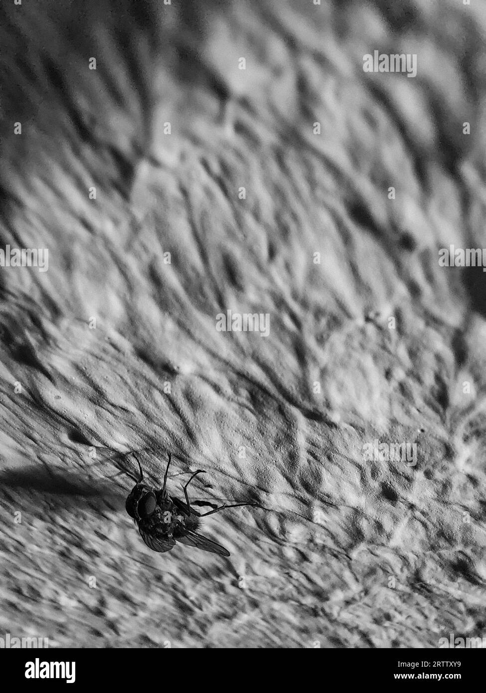 Conceptual shot of a house fly sitting on wallpaper on the ceiling ...