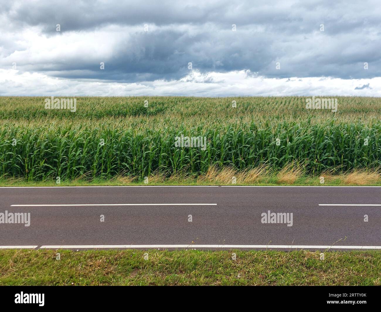 German corn growing germany hi-res stock photography and images - Alamy