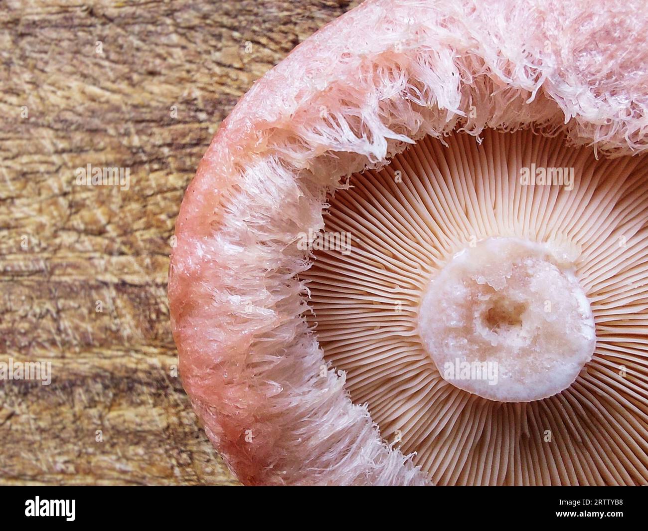 Underside of the woolly milkcap (Lactarius torminosus) on wooden board ...