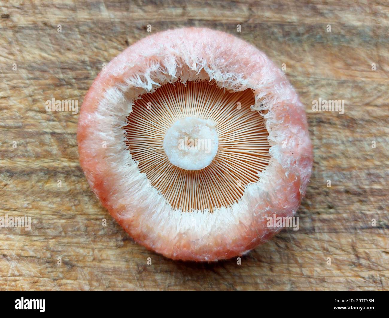 Underside of the woolly milkcap (Lactarius torminosus) on wooden board ...