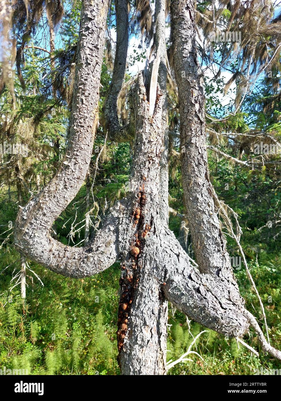 Multiple fractures led to this unique growth form of a spruce tree ...