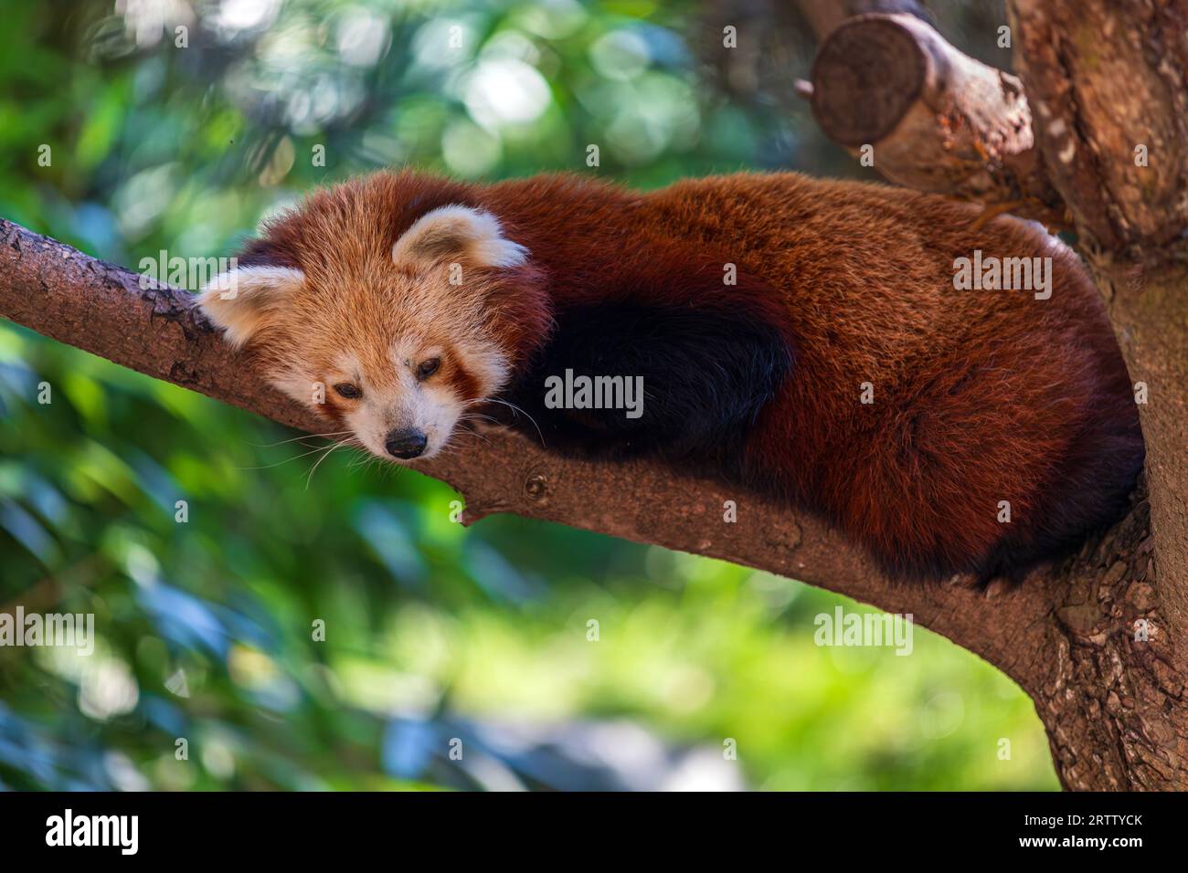 Ailuridae Red Panda lies relaxed on the tree branch Stock Photo - Alamy