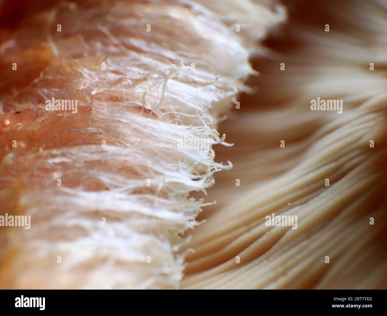 Extreme close up of underside of the woolly milkcap (Lactarius ...