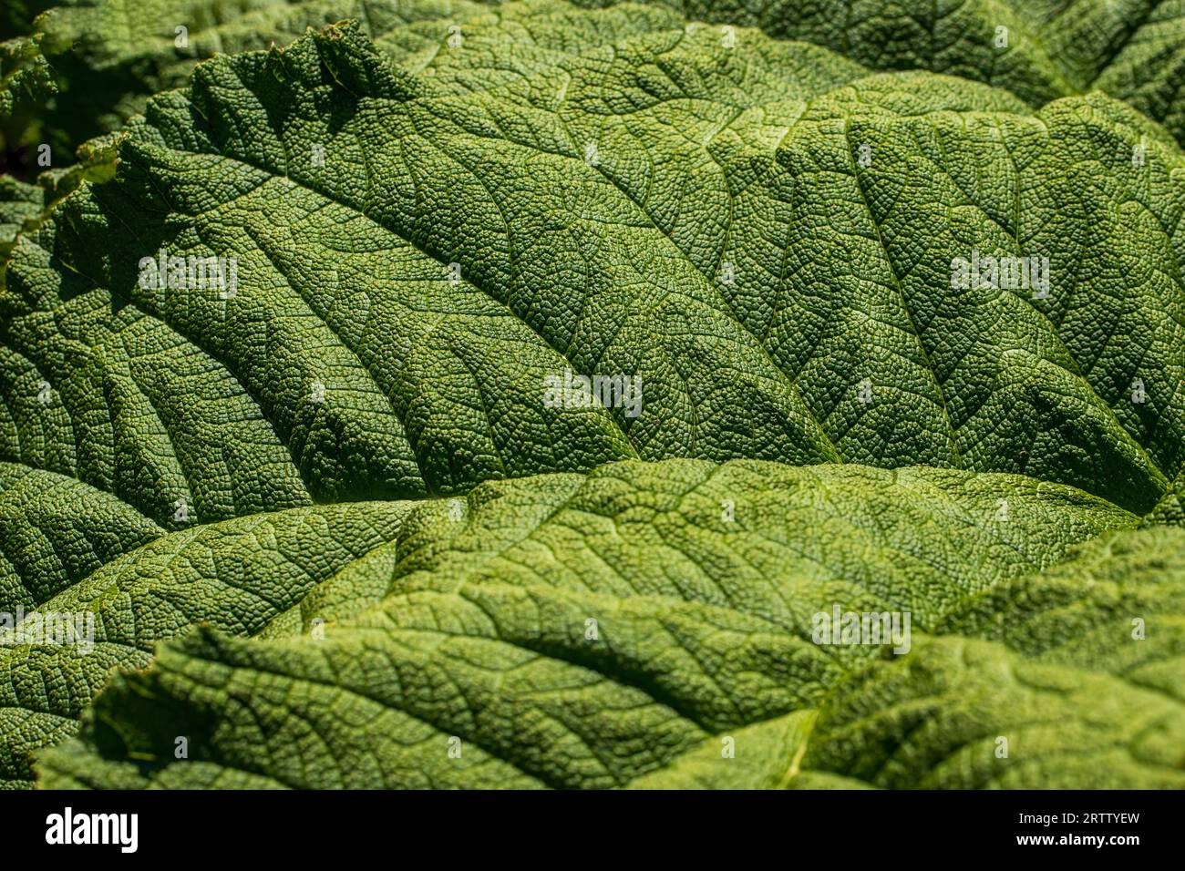 Gunnera manicata, known as Brazilian giant-rhubarb or giant rhubarb, is ...