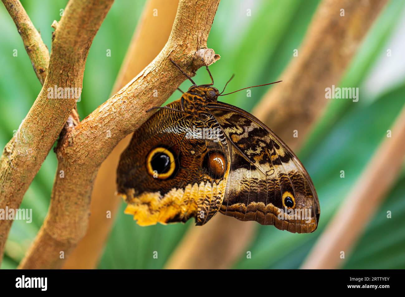 Caligo telamonius, owl butterfly on the tree Stock Photo - Alamy